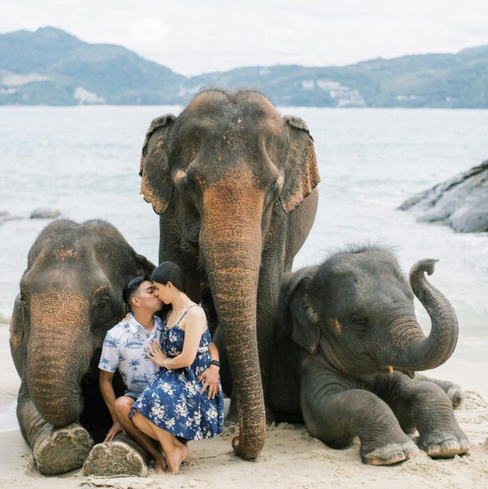 andamanphotowork.com | Elephant-photoshoot-in-phuket - andamanphotowork.com